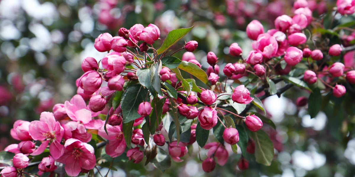 May Colours in the Gardens