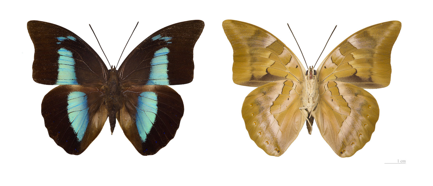 One-spotted Prepona Butterfly
