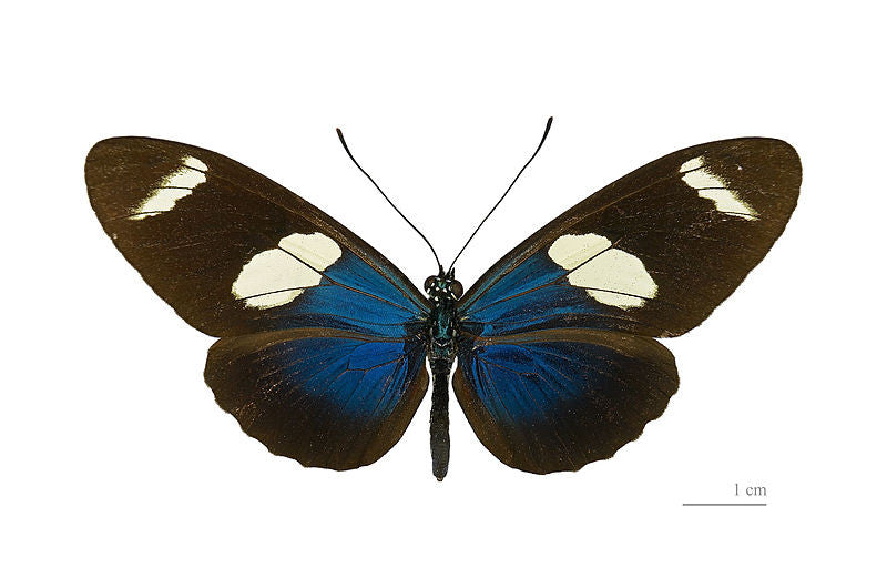 Sara Longwing Butterfly